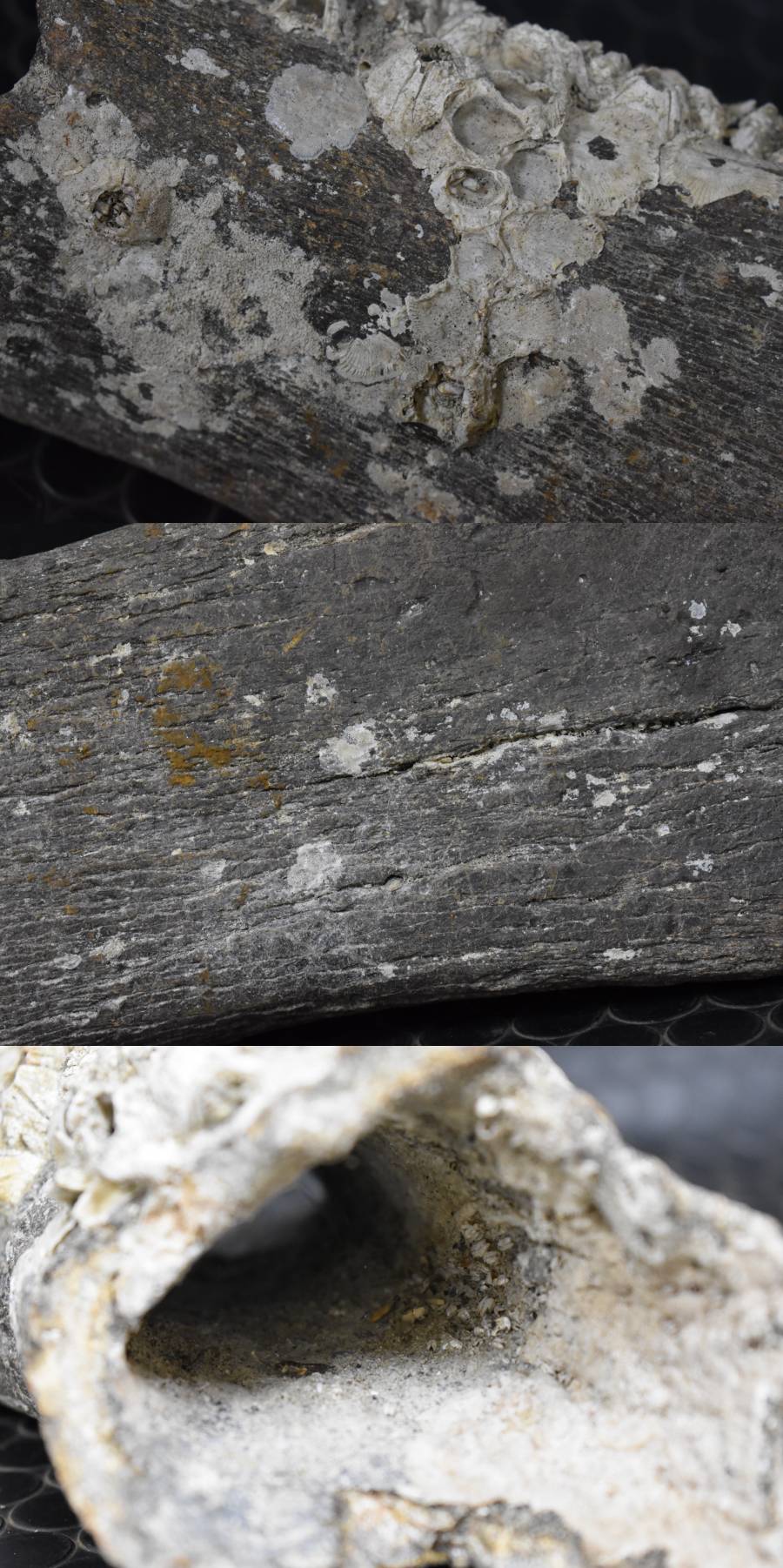 日本代購代標第一品牌【樂淘letao】－うぶ品 古いナウマンゾウの化石 約1312g 瀬戸内海産 貴重資料 古美術品